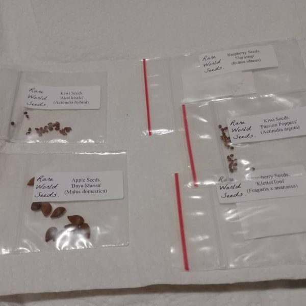 From Japan VERY RARE: 'hararasp' (raspberry Tree) Raspberries Growing ...