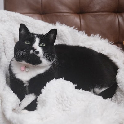 Cute Lace Cat Collar,pearl Cat Collar, Puppy Collar,lace Small Dog ...