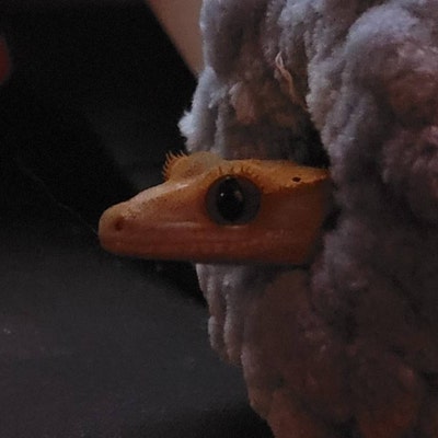 Cupcake Night Light up Table Desk Lamp Cup Cake LED - Etsy