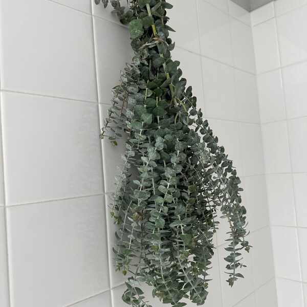 Fresh Eucalyptus Shower Bundle, Eucalyptus Shower Bundle, Indoor ...