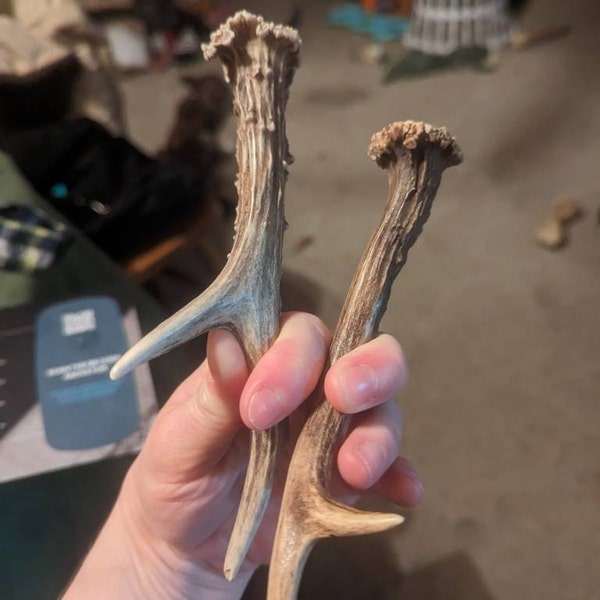 Premium Roe Deer Antlers | SINGLE Premium Quality Antler | Natural ...