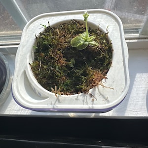 Carnivorous Spoon Leaf Sundew Drosera Spathulata Plant 3 Inch Pot - Etsy