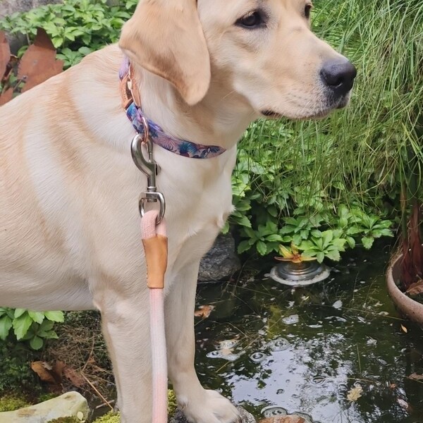 Cowgirl Chic Dog Collar Western Collar Customized Pet Collar Country ...