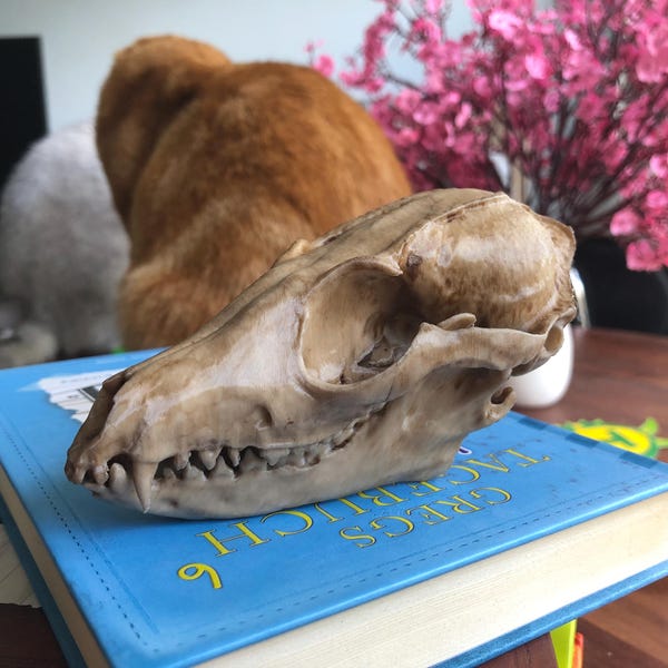 Realistic Sabertooth Cat Skull Replica (smilodon Fatalis) – Prehistoric ...