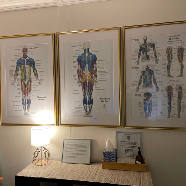 Autonomic Spinal Centers Nervous System Poster Chiropractic 12 X 24 ...