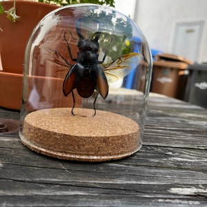 Golden Metallic Stag Beetle cyclommatus Metallifer Deep | Etsy