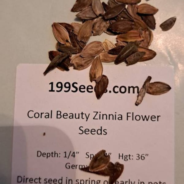 Cup and Saucer Bell Flower Seeds - Etsy