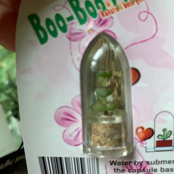 Miniature Live Succulent Terrarium – Boo-boo Plant - Etsy