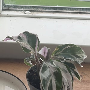 85 100cm Monstera Deliciosa Taurii XL Swiss Cheese Plant 27cm Pot House ...