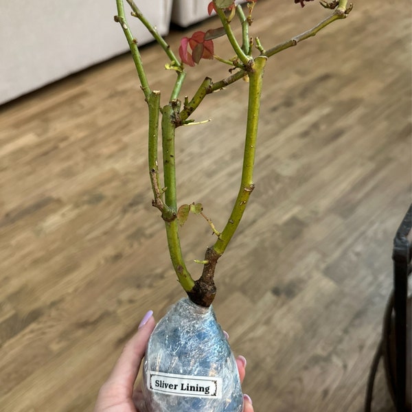 Red Rose【 海軍大将】- 1.5gal Own Root Liveplant｜inspired by Admira| 海上将军 ...