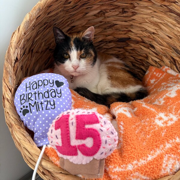 Cat Toy and Treat Gift Box, Cat and Kitten Hamper, Cat Pamper Box ...