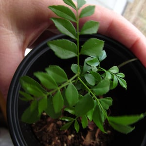 Curry Leaf Plant Seeds 10 Grown in USA Freshly Harvested Murraya ...