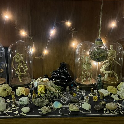 Sphinx Skeleton, Curiosity Cabinet - Etsy