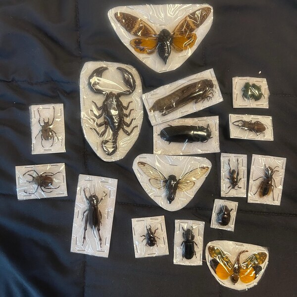 15 Real Assorted Beetles Bees Cicada Scorpion Butterfly - Preserved ...
