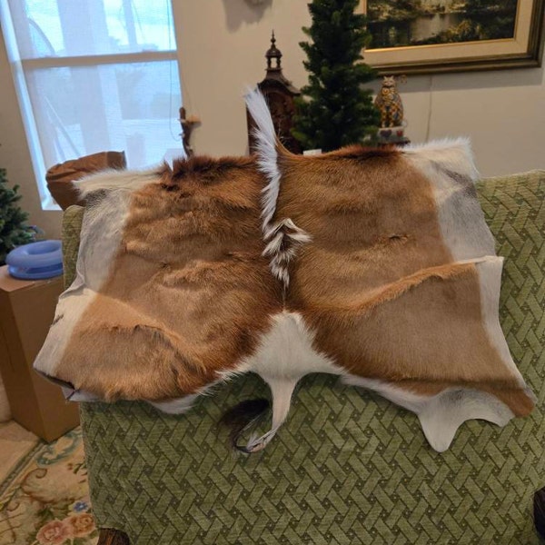 Springbok / Small Antelope Skin Rug. Full Authentic Hide. Leather ...