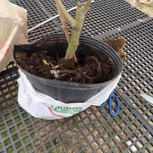 Star Apple Purple Caimito Milk Fruit. Grafted Tree - Etsy