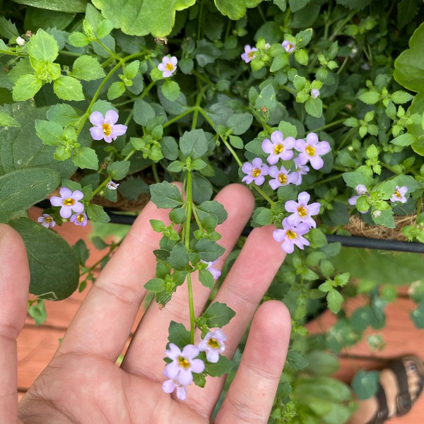 BIN#1R5D1 Bacopa Seeds 25 Thru 100 Multi Pelleted Bacopa Bluetopia ...