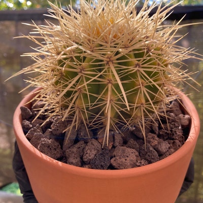 Puna Incahuasi Cactus/succulent - Etsy