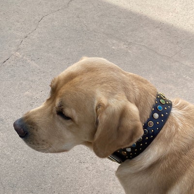 Personalized Dog Collar, Designer Dog Collar, Fancy Dog Collar - Etsy