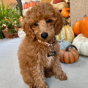 Reindeer Dog Collar Embellishment Christmas Dog Collar - Etsy