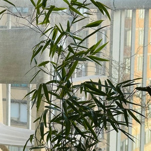 Fargesia Rufa,sunset Glow Clumping Bamboo Plant in Number One Size Pot ...