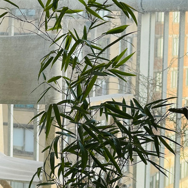 Fargesia Rufa Bamboo – 3 Pack of Live 'sunset Glow' Bamboo Plants ...