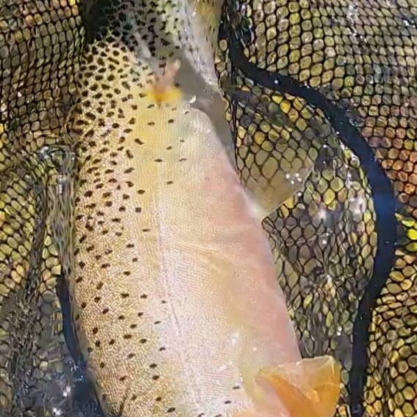 Dirty Rat Micro Streamer - Etsy