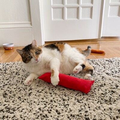 Catnip Buds 4 Oz Bundle / Pure Cat Fun / Made and Organically Grown in ...