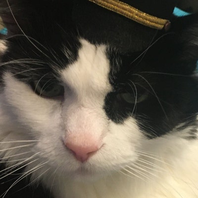 Marine Captain Mini Hat Cat Captain Hat Original Design Pet Costume Pet ...