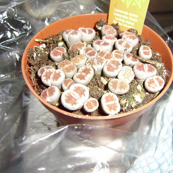 Rose 'fantastic at 60' Happy Birthday Rose Gift Wrapped With Huge Bow ...