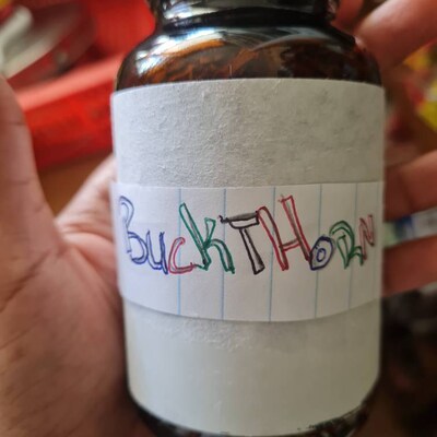 BITTER VETCH Herb Powder 4oz 113g ORGANIC Dried Bulk Tea, Vicia Ervilia ...