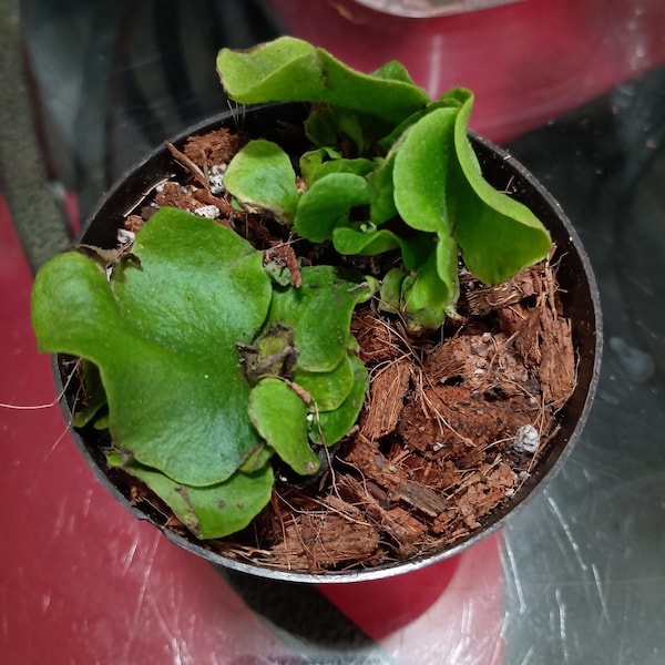 Elephant Ear Elk Staghorn Fern Starter Plant **(ALL Plants Require You ...