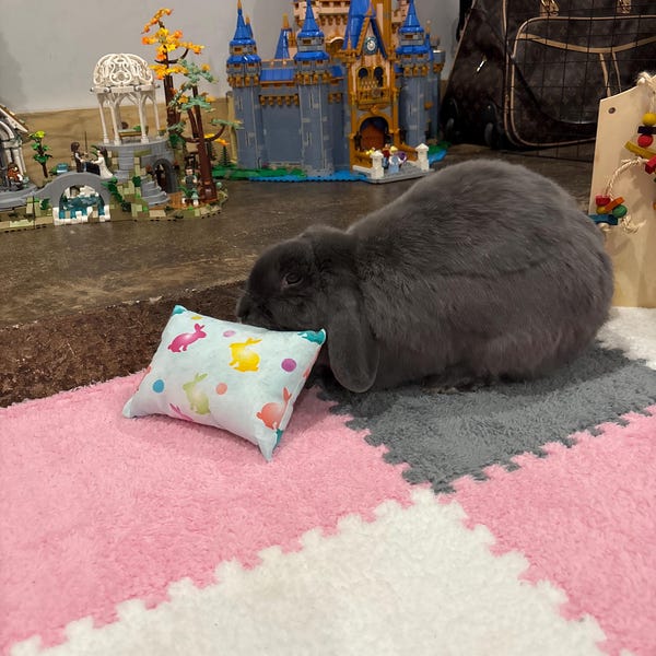 Bunny Toss Pillow Toy, Small Pet Toy, Rabbit Enrichment Toy, Mental ...