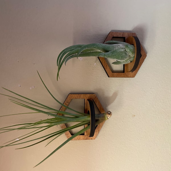 Wall Air Plant Holder Display (hanging) - Air Plant Hanger - Hexagon ...