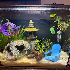 Betta Cave Decoration, Betta Fish Hide, Fish Tank Decoration for Betta ...