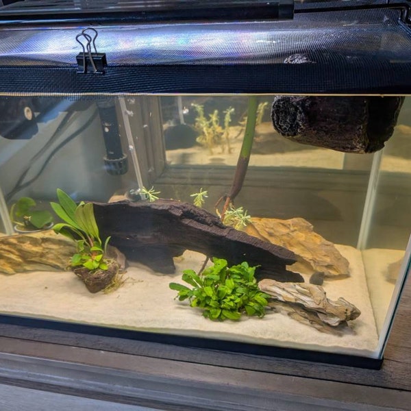 BUY2GET1FREE Java Moss, Bogor Moss Aquarium Plant | Easy Aquarium Plant ...