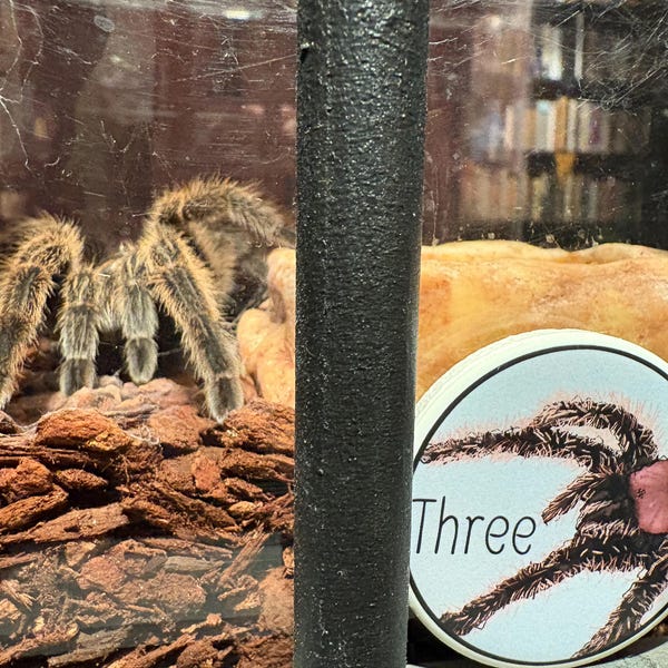 Enclosure Name Plate Ceramic - Mexican Red Knee Tarantula - Etsy