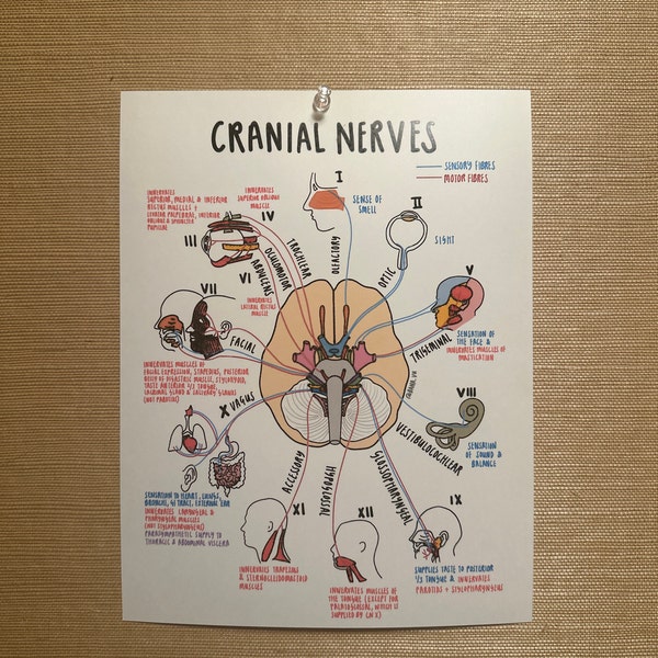 Basic Anatomy Flashcards (PDF) - Etsy