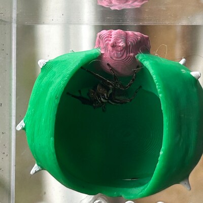 3D Printed Hollow Cactus Jumping Spider Hide - Etsy