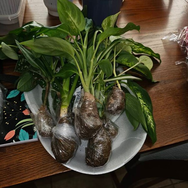 Avon Cape Cod Collection Red Glass Napkin Holder Vintage Avon 1876 Cape ...