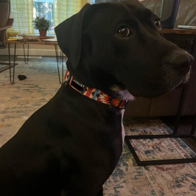 Treeline Dog Collar Trees Forest Nature Outdoors - Etsy