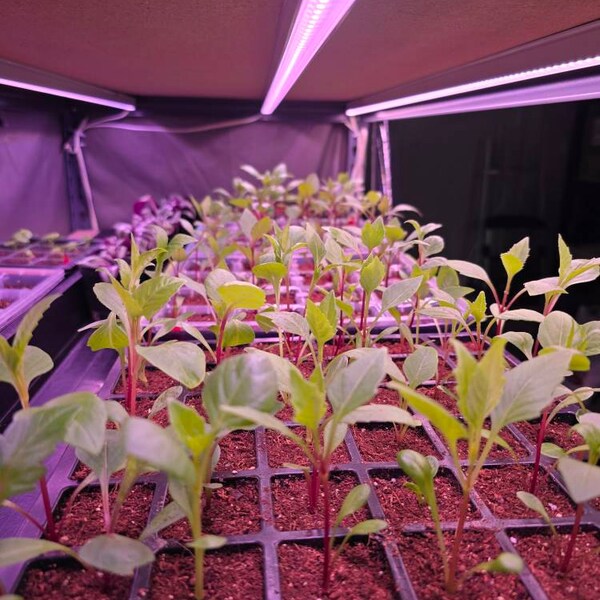 Billy Button Seeds, Craspedia, Billy Balls, Craspedia Globosa CD0150 - Etsy