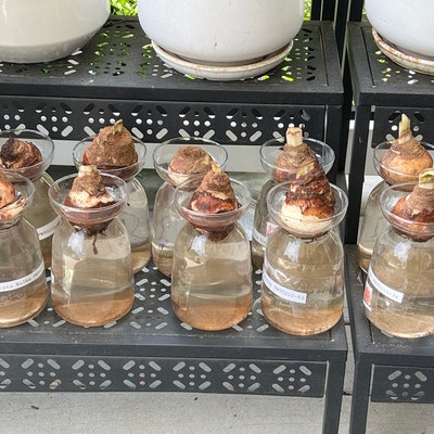 5 Pomelo Grapefruit Seeds FW94041 - Etsy