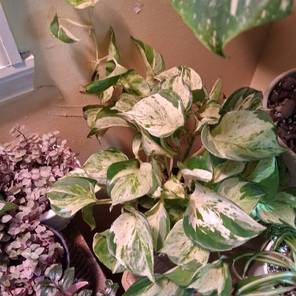 Potho Manjula High Viraigation Rare, Cuttings & Established Plants - Etsy