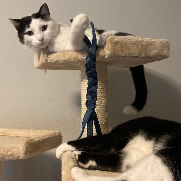 Frisbee for Dog Soft Dog Toy Gift for New Dog Tough Dog Toy Soft Puppy Toy for Fetch Fun Dog ...