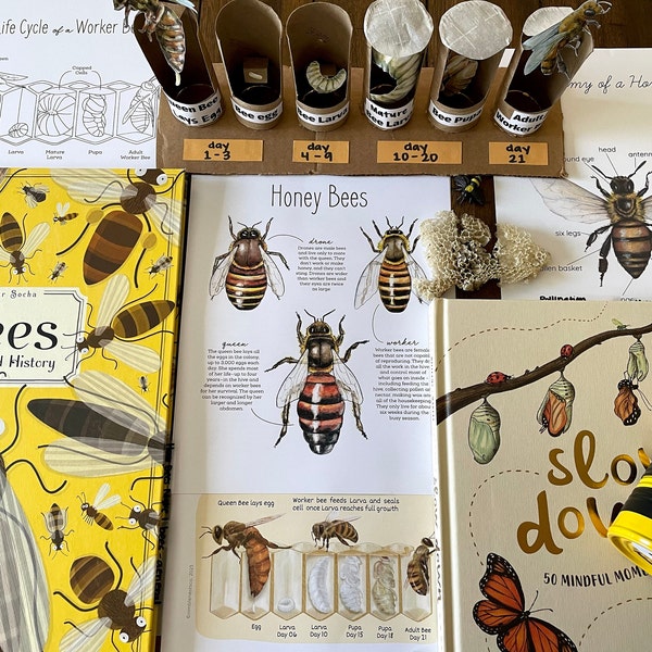 Honey Bees Mini Unit - Nature Study Charlotte Mason Homeschool ...
