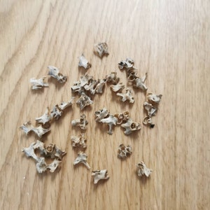 Ten Assorted Wild Bird Feet for Art and Craft Projects - Etsy