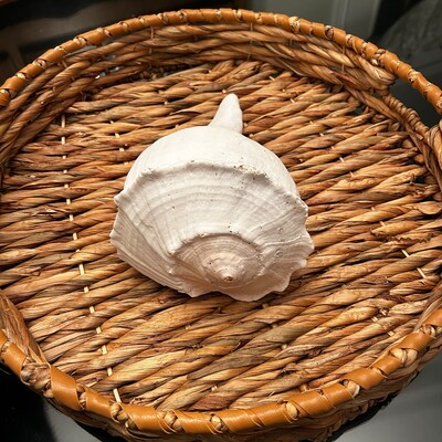 10 RARE Angel Wing Shells From Ft Myers Beach FL - Etsy