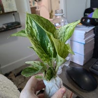 Silver Edged Pumpkin Seeds Gourd Non GMO Heirloom Vegetable for ...