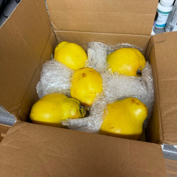 Organic Fresh Cucumber, Cucumber Fruit Picked From the Branch, Picked ...